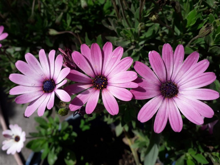5 flores parecidas a las margaritas (que no lo son) - Jardinizados.com