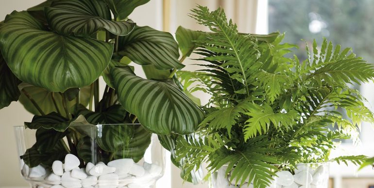Elegant Plantas De Interior Con Poca Luz Gallery